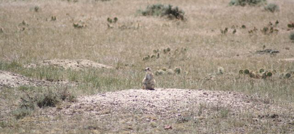 Sharp Shoot R | Gun Cleaning, Refurbishing, & Maintenance Products